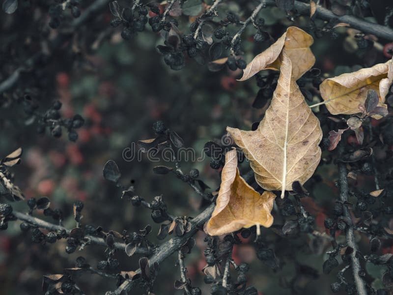 Fallen Yellow Tree Leaf on Dried Bush during Autumn Season Stock Photo ...