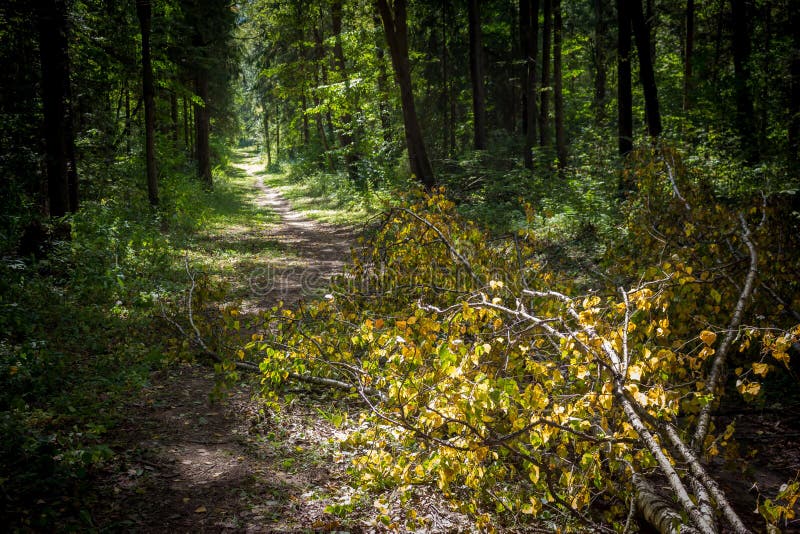 Fallen Young Birch Tree Blocking the Path Stock Photo - Image of forest ...