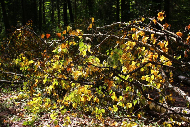 Fallen Young Birch Tree Blocking the Path Stock Photo - Image of forest ...