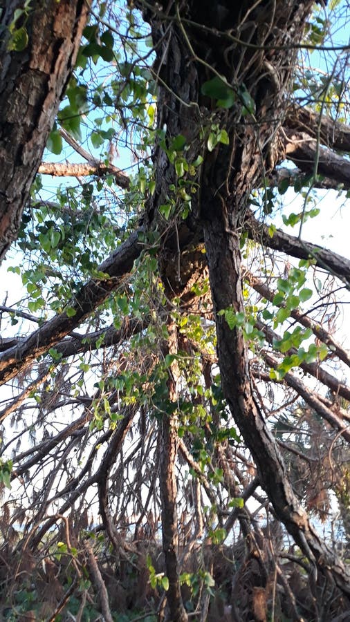 Fallen tree stock photo. Image of tree, beautiful, fallentree - 147876804