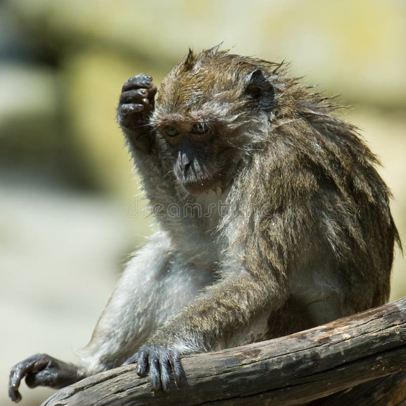 Fallhammer stockfoto. Bild von fallhammer, tier, affe - 6973794