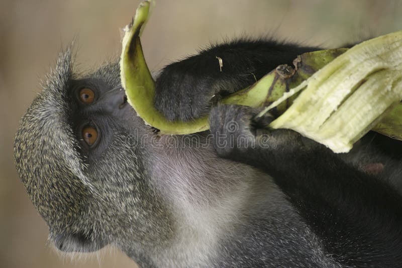 Affe, der Brot isst stockfoto. Bild von ausdruck, nahrung - 31173674