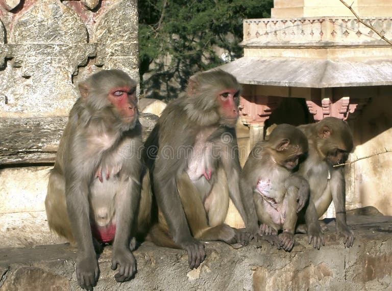 Affen Stamm stockfoto. Bild von bügel, felsen, stein, affe - 1449504