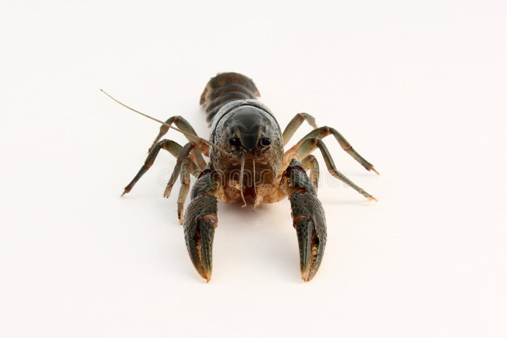Fallicambarus Macneesei Crayfish Stock Image - Image of shellfish ...