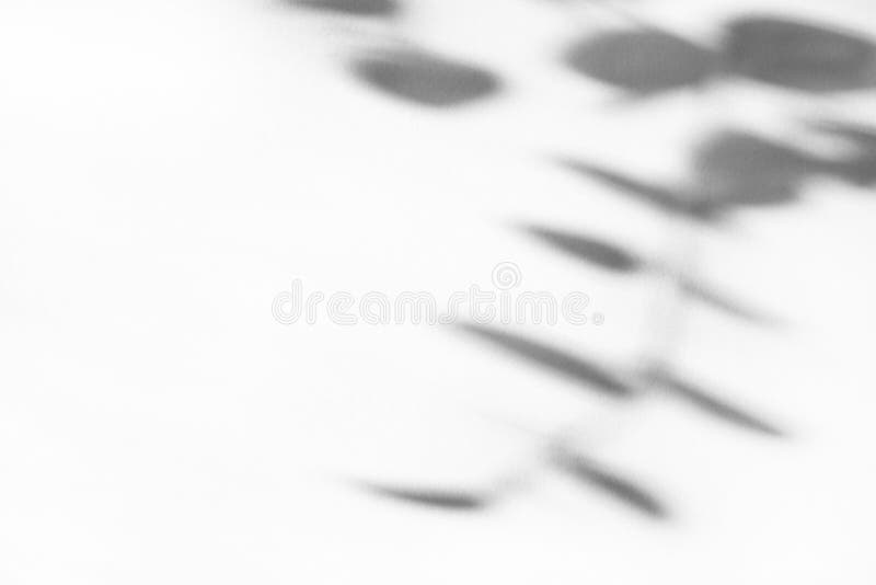 Falling Abstract Shadow from a Plant on a Light Background. Copy Space ...
