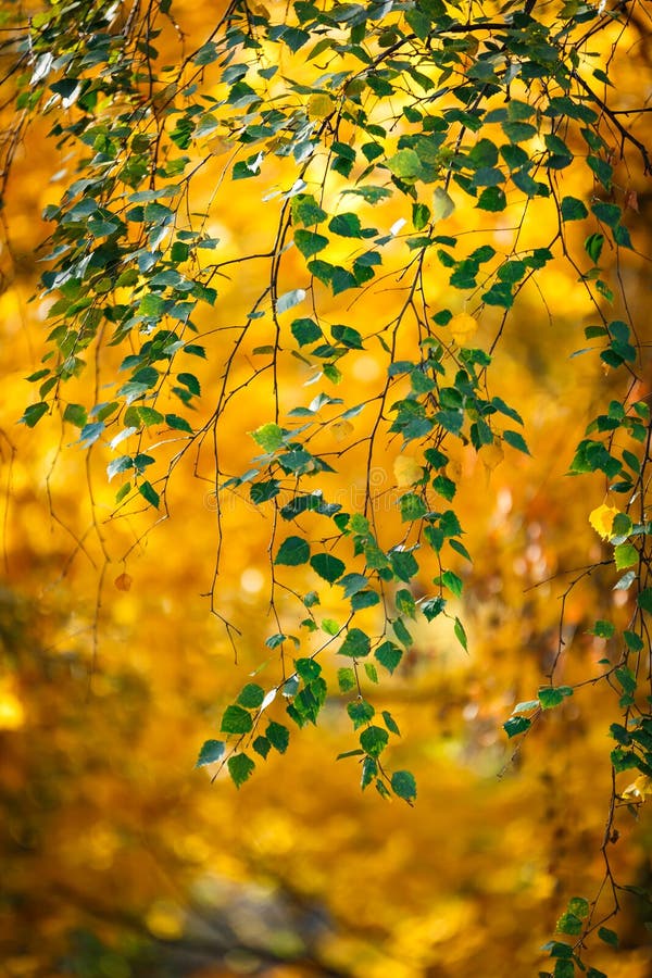 Falling Autumn Birch Leaves Stock Photo - Image of foliage, wood: 129446466