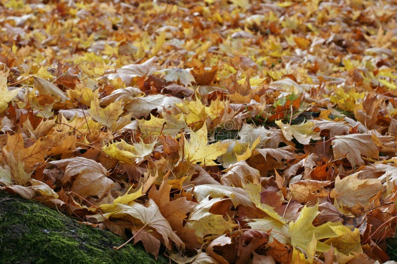 Falling Autumn Colored Leaves Carpet Stock Image - Image of landscape ...