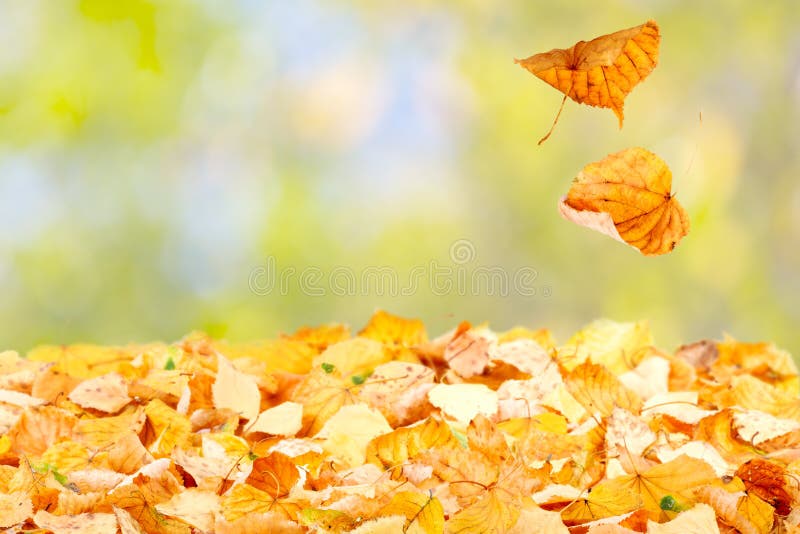 Falling Autumn Leaves stock photo. Image of autumn, nature - 10896840
