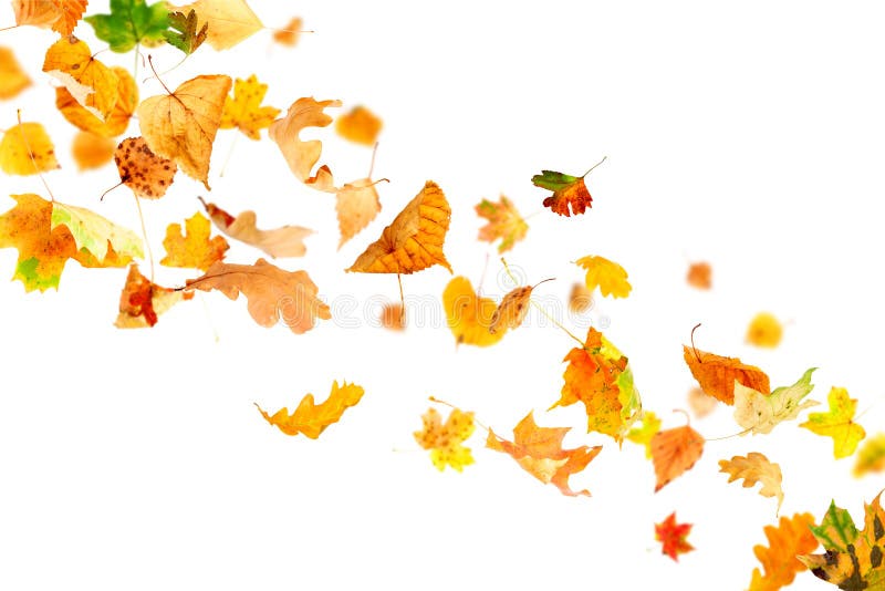 Falling and Spinning Autumn Leaves Stock Image - Image of bright ...