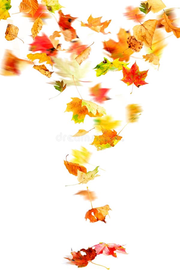 Falling Autumn Leaves stock photo. Image of leaf, isolated - 15937392
