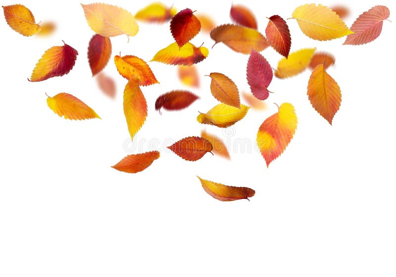 Falling and Spinning Autumn Leaves Stock Image - Image of bright ...