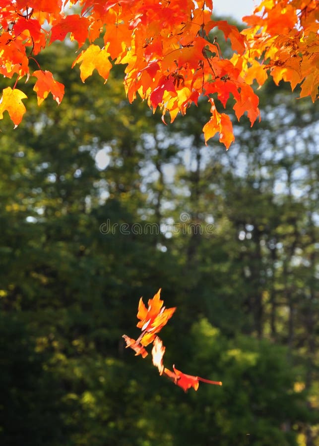 Falling Autumn Leaves stock image. Image of autumn, park - 28183227