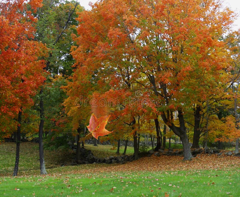 Falling Autumn Leaves stock image. Image of season, leaves - 3497057