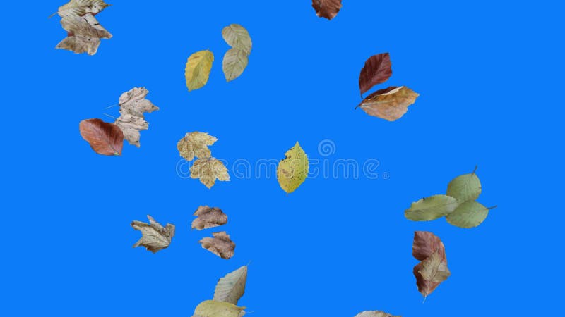 Falling Autumn Leaves, Realistic Animation on Blue Screen Stock Footage ...
