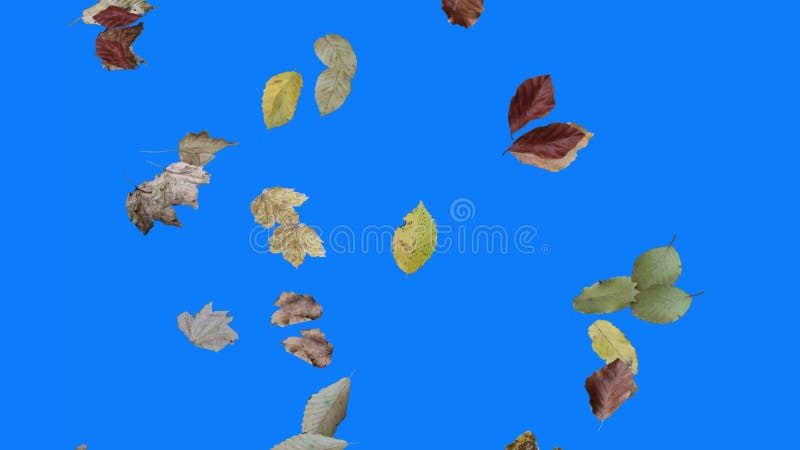 Falling Autumn Leaves, Realistic Animation on Blue Screen Stock Video ...