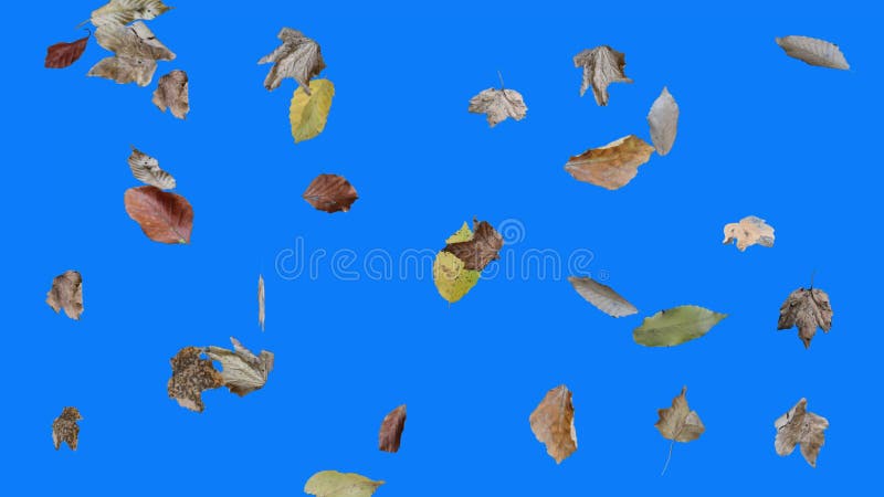 Falling Autumn Leaves, Realistic Animation on Blue Screen Stock Video ...