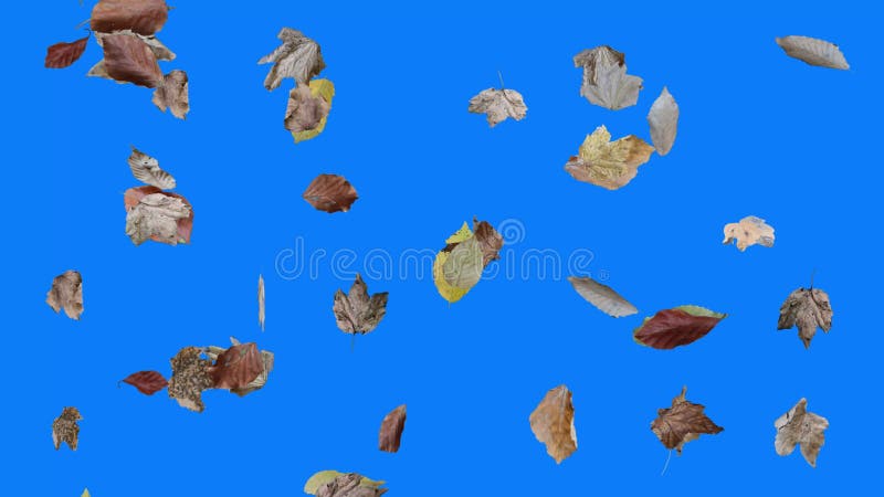 Falling Autumn Leaves, Realistic Animation on Blue Screen Stock Footage ...