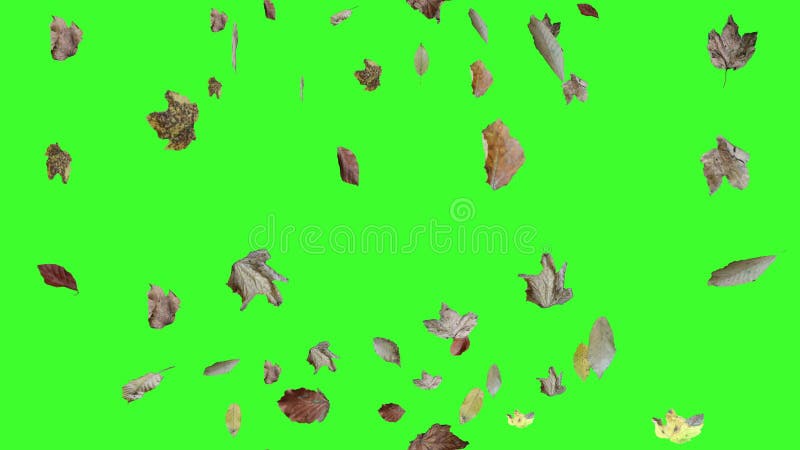 Falling Autumn Leaves, Realistic Animation on Green Screen Stock Video ...