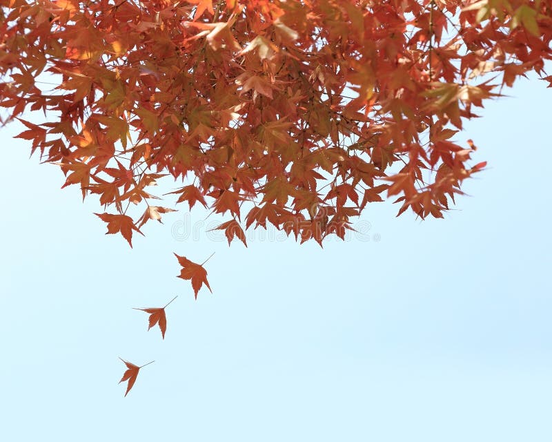 Falling Autumn Leaves, Red Maples with Blue Sky Background Stock Photo ...