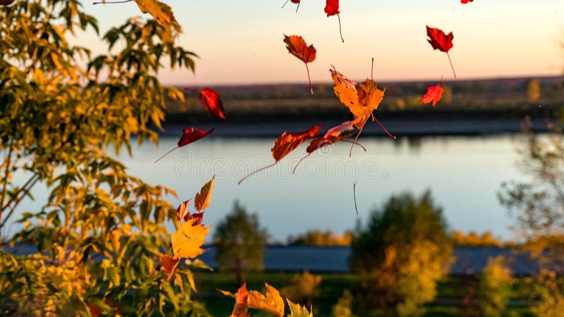 Falling Autumn Leaves with River on Background. Tomsk Stock Image ...