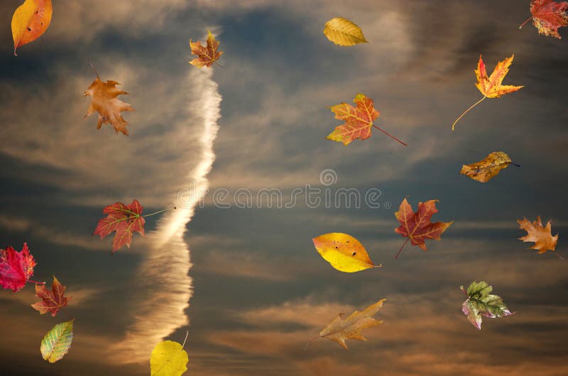 Falling Autumn Leaves at Sunset Stock Photo - Image of vivid, sunset ...