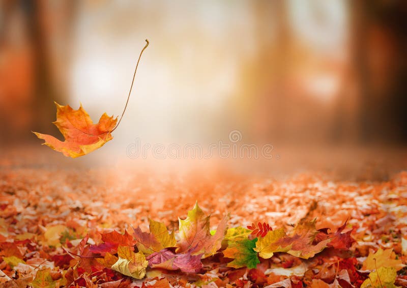 286 Bright Falling Fall Autumn Leaves Horizontal Border Stock Photos ...