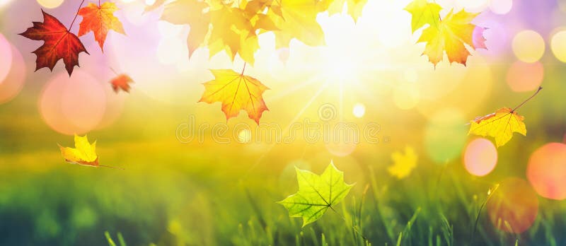 Falling Autumn Maple Leaves Colorful. Fall Season Stock Photo - Image ...
