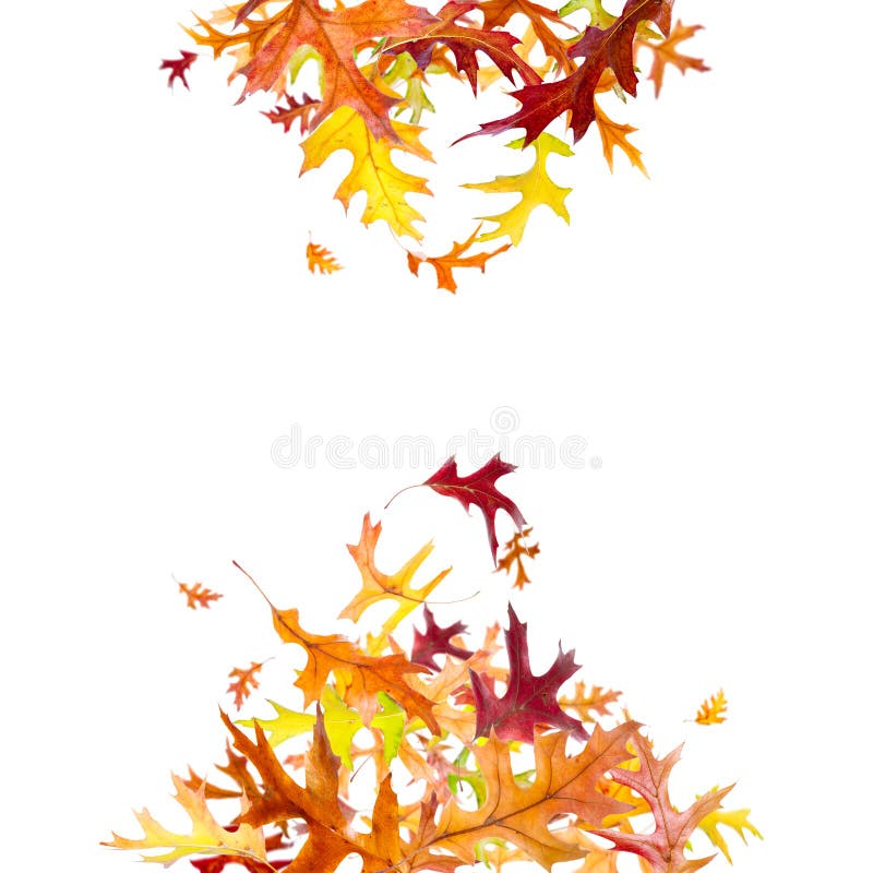 Falling Autumn Oak Leaves stock photo. Image of foliage - 32395384