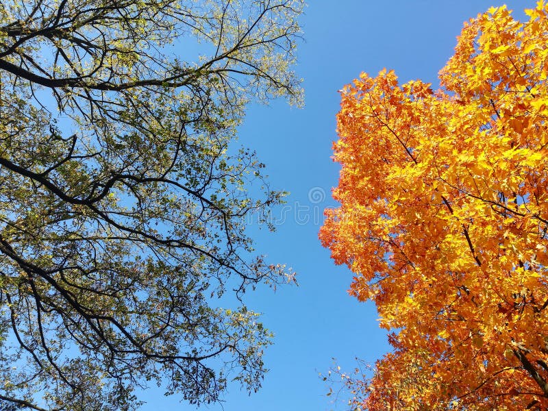 Falling Autumn Trees and the Blue Sky Stock Photo - Image of green ...