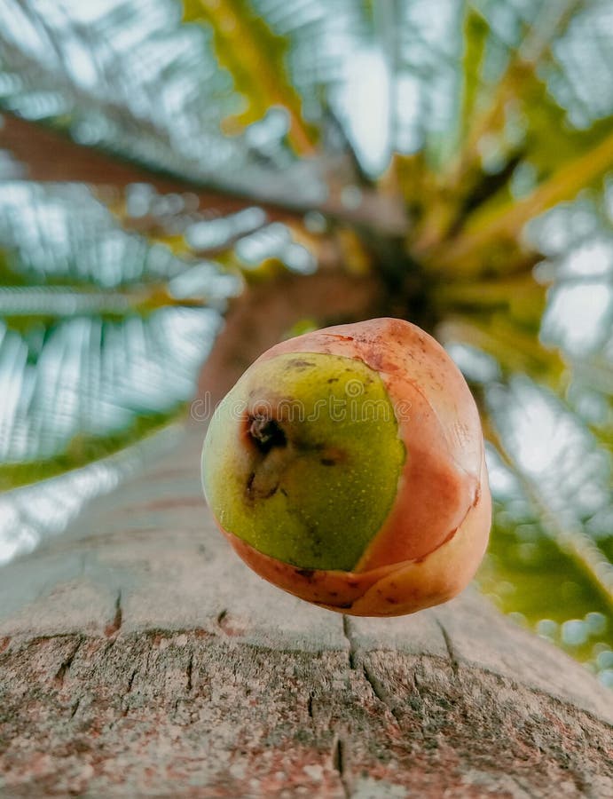 Falling Baby Coconut from Tree Stock Photo - Image of tree, coconut ...