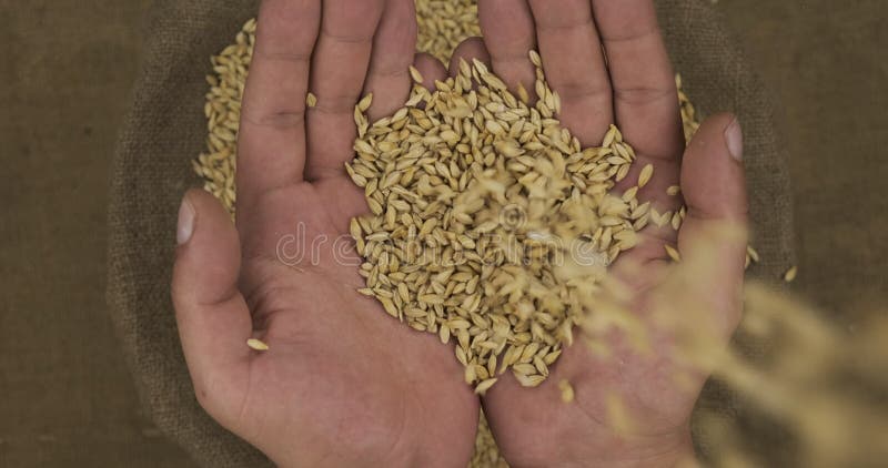 Barley Grains Fall Onto the Rotating Grain Pile. Falling Grain in the ...