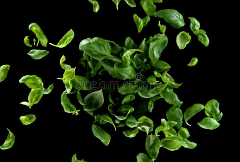 Falling Basil, Isolated on Black Background Stock Photo - Image of leaf ...