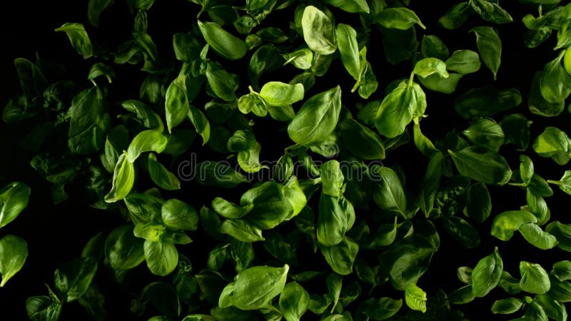 Falling Basil, Isolated on Black Background Stock Photo - Image of leaf ...