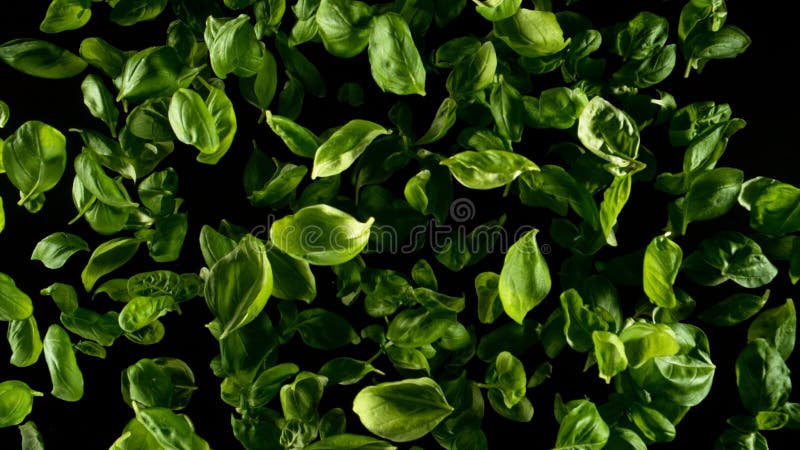 Falling Basil Leaves, Isolated on Black Background Stock Image - Image ...