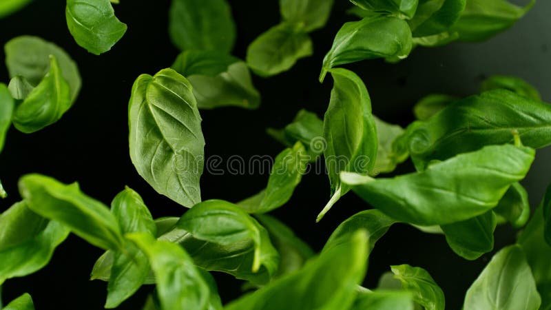 Falling Basil Leaves, Isolated on Black Background Stock Photo - Image ...