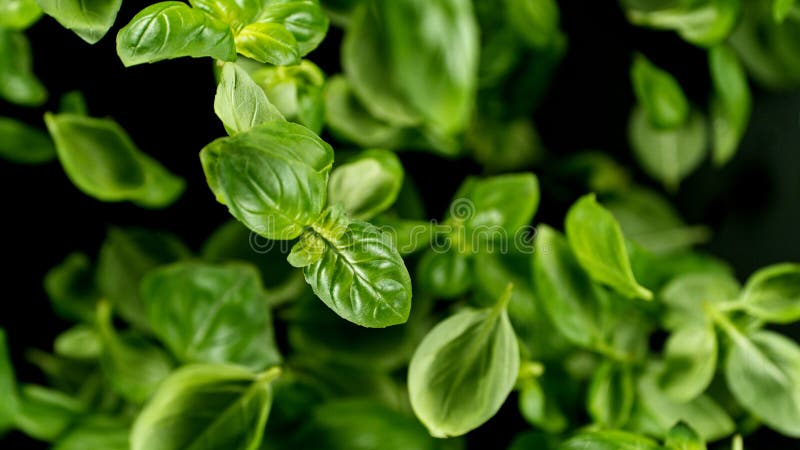 Falling Basil Leaves, Isolated on Black Background Stock Image - Image ...