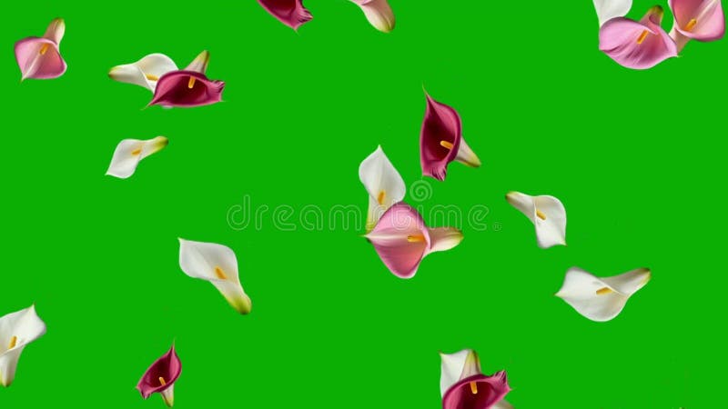Falling Beautiful Calla Lily Flowers Motion Graphics with Green Screen ...