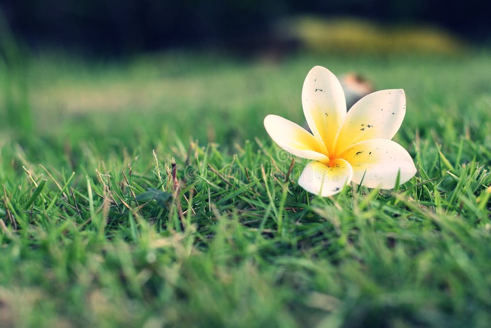 Falling Beautiful Flower stock image. Image of beautiful - 202875145