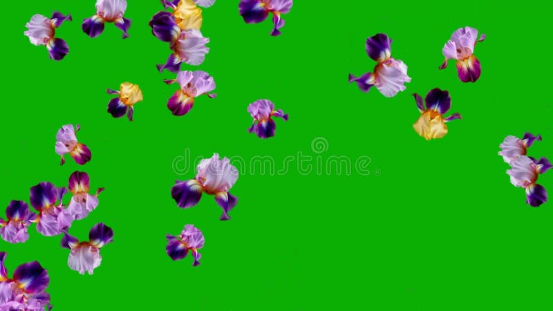 Falling Beautiful Iris Flowers on Green Screen Background Stock Footage ...