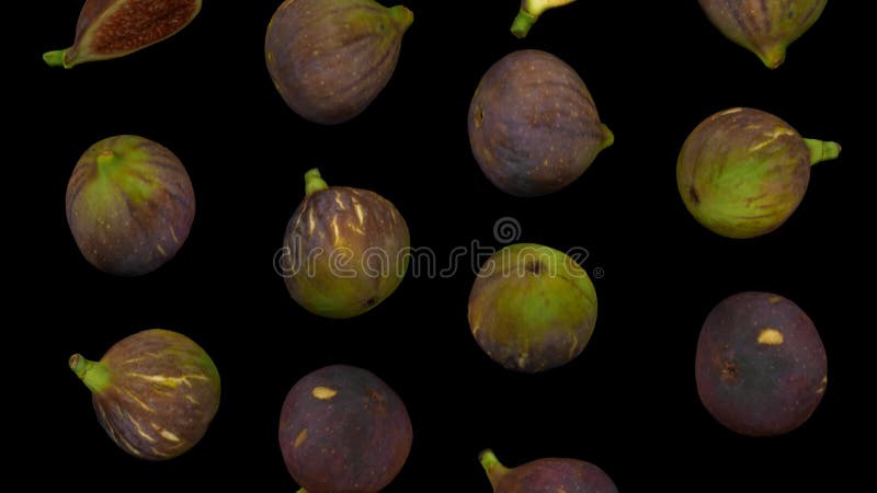 Falling Black Figs on Transparent Background Looping with Alpha Channel ...