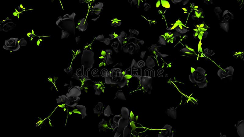 Falling Black Roses on White Background Stock Video - Video of vain ...