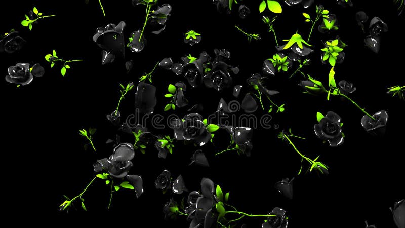 Falling Black Roses on Black Background Stock Footage - Video of rose ...