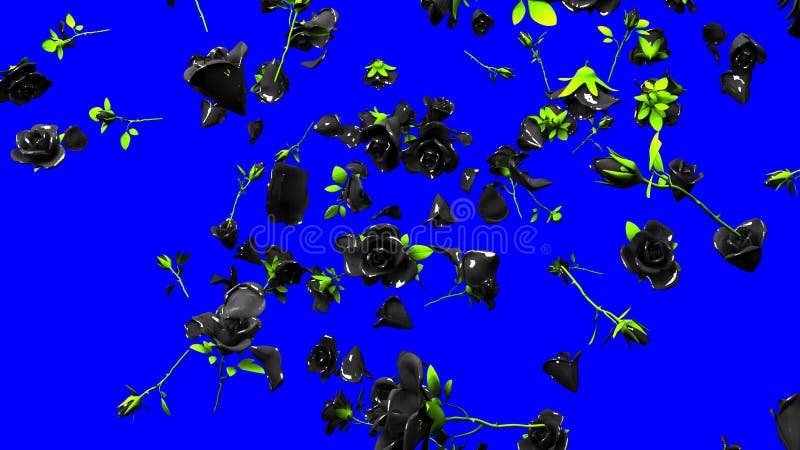 Falling Black Roses on Blue Chroma Key Stock Video - Video of ...
