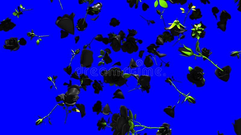 Falling Black Roses on Blue Chroma Key Stock Video - Video of ...