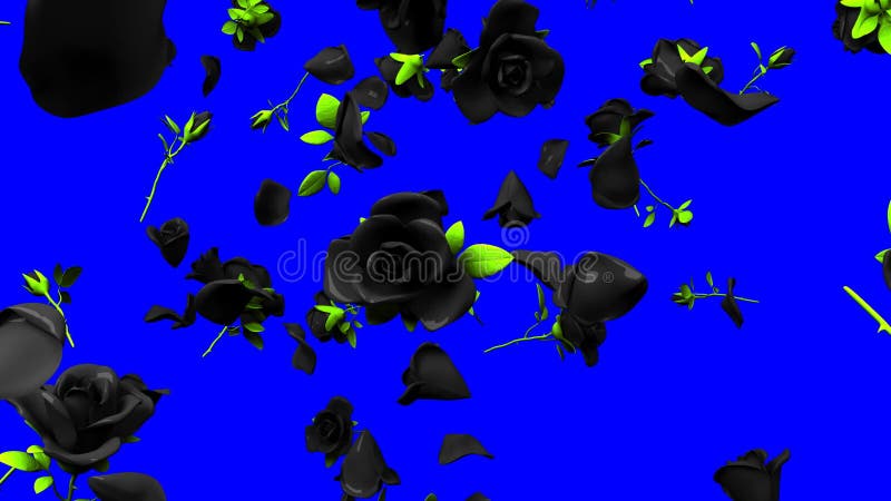 Falling Black Roses on White Background Stock Video - Video of vain ...