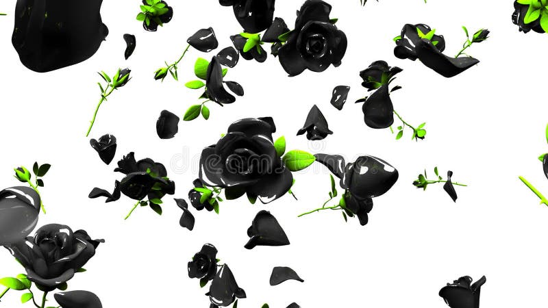Falling Black Roses on White Background Stock Footage - Video of dark ...