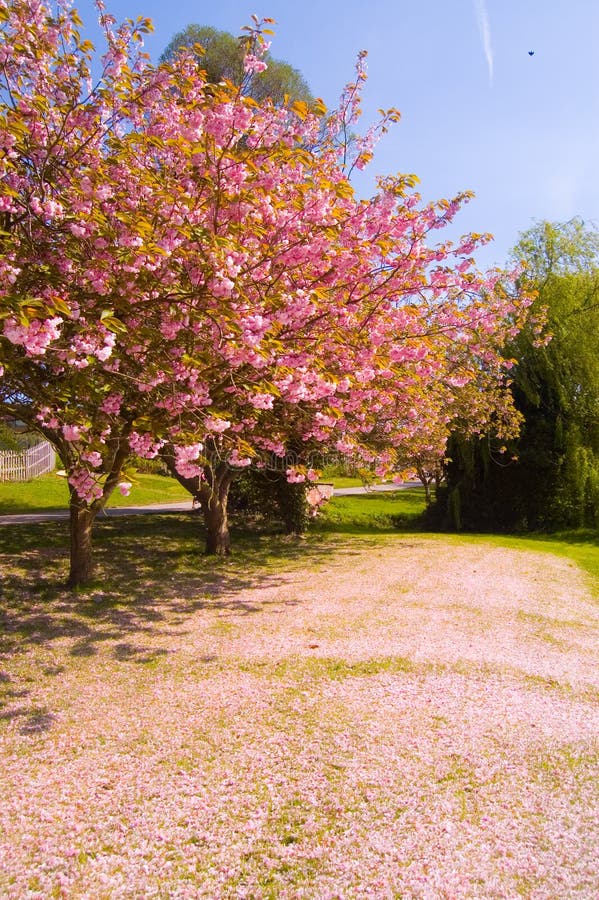 Falling blossom stock image. Image of staffordshire, trees - 2378749