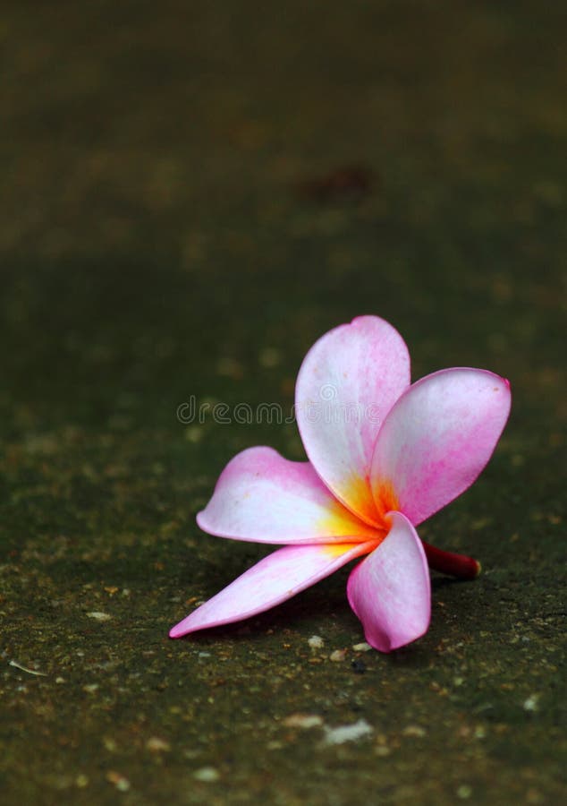 Falling Blossoms stock image. Image of falling, ground - 45675221