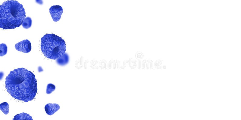 Falling Blue Raspberries on White Background. Levitating Raspberries ...