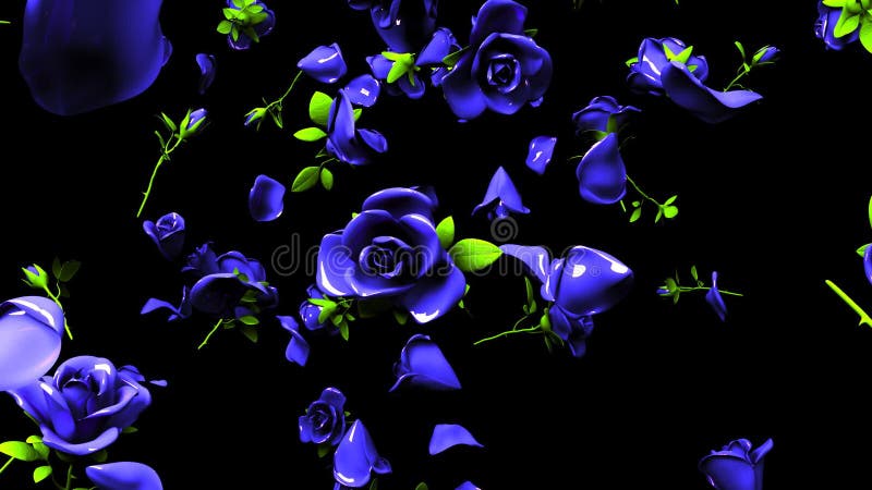 Falling Blue Roses on Black Background Stock Footage - Video of drop ...